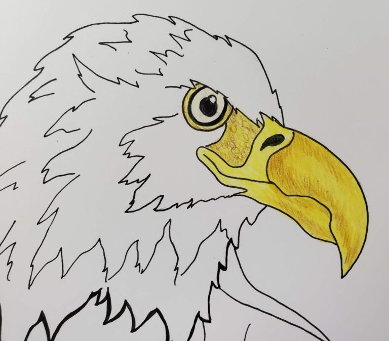 Easy Eagle Head Drawing Step by Step - Art by Ro